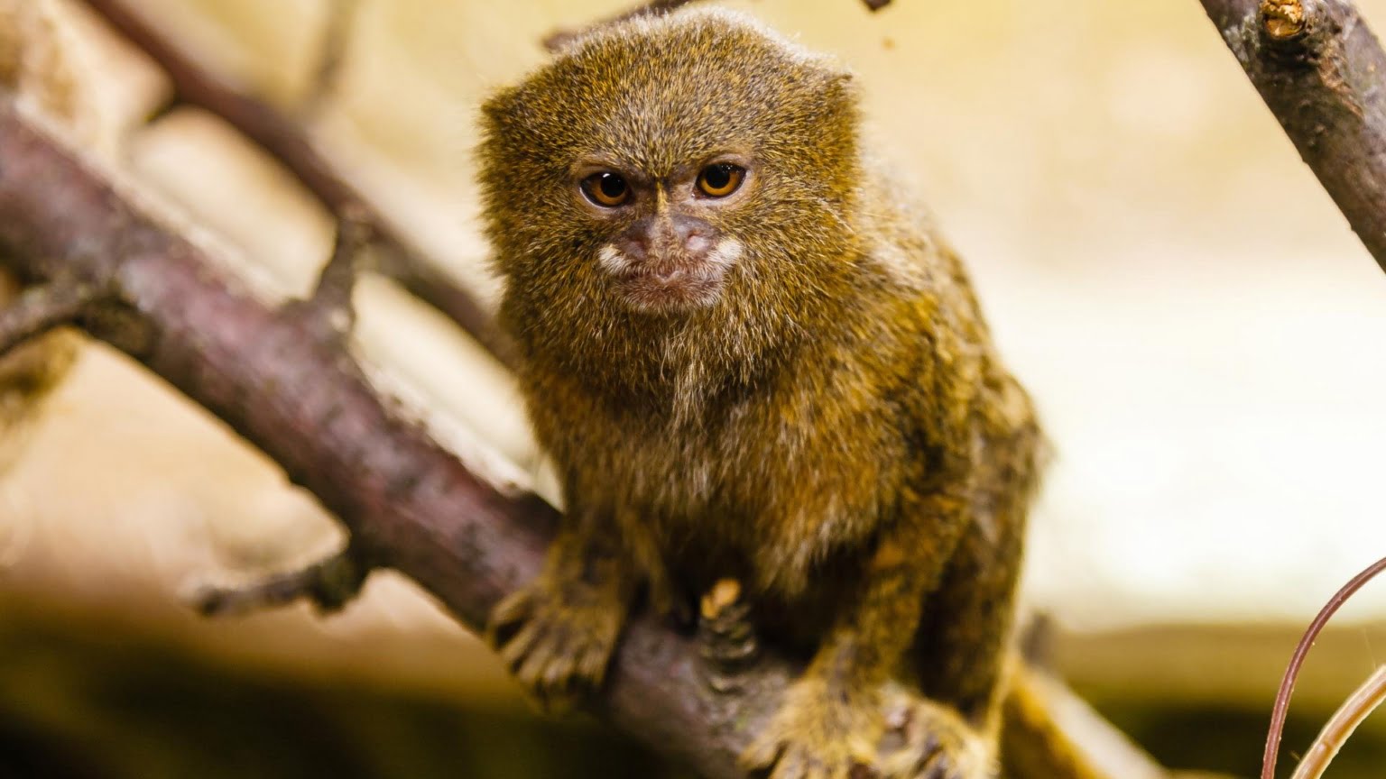 Discovering Finger Monkeys: What They Are and What They Eat | Animal ...