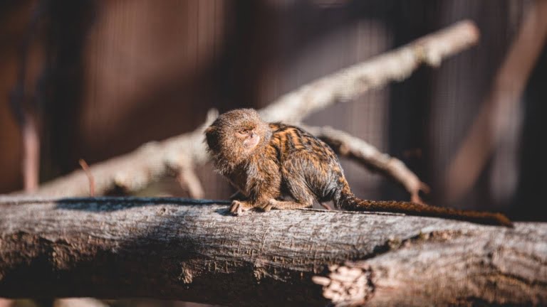 Discovering Finger Monkeys: What They Are and What They Eat | Animal ...
