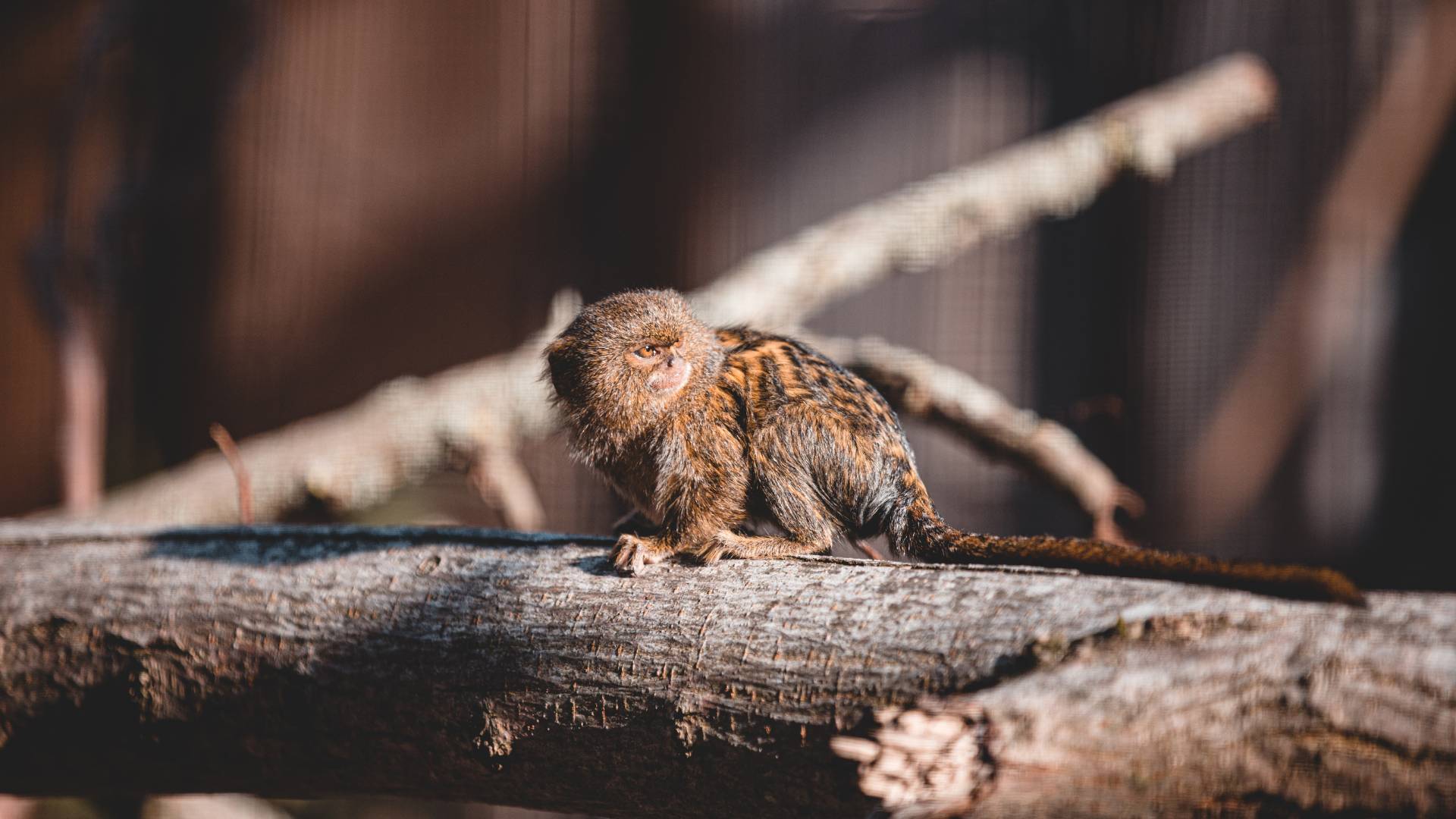 Discovering Finger Monkeys: What They Are and What They Eat | Animal ...