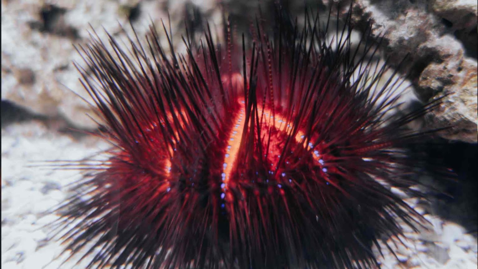 Fire Urchin | Animal Abundance