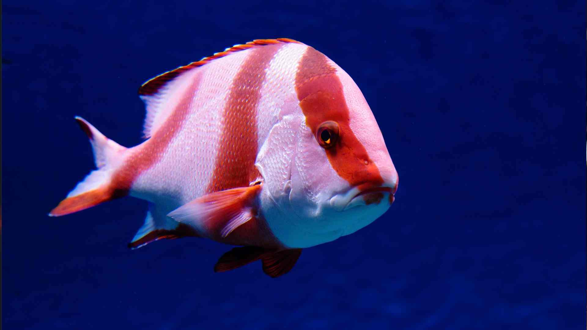 Emperor Snapper | Animal Abundance