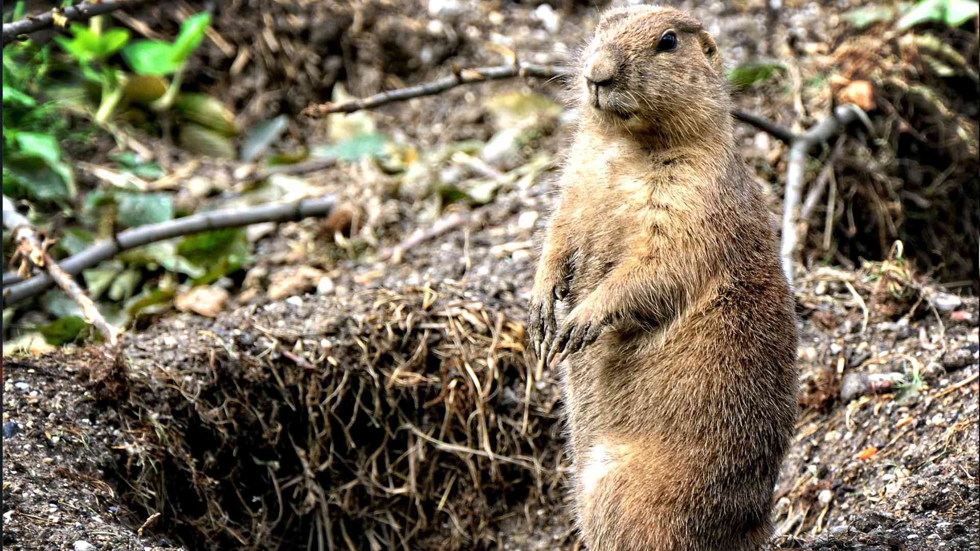 Forest-Steppe Marmot | Animal Abundance