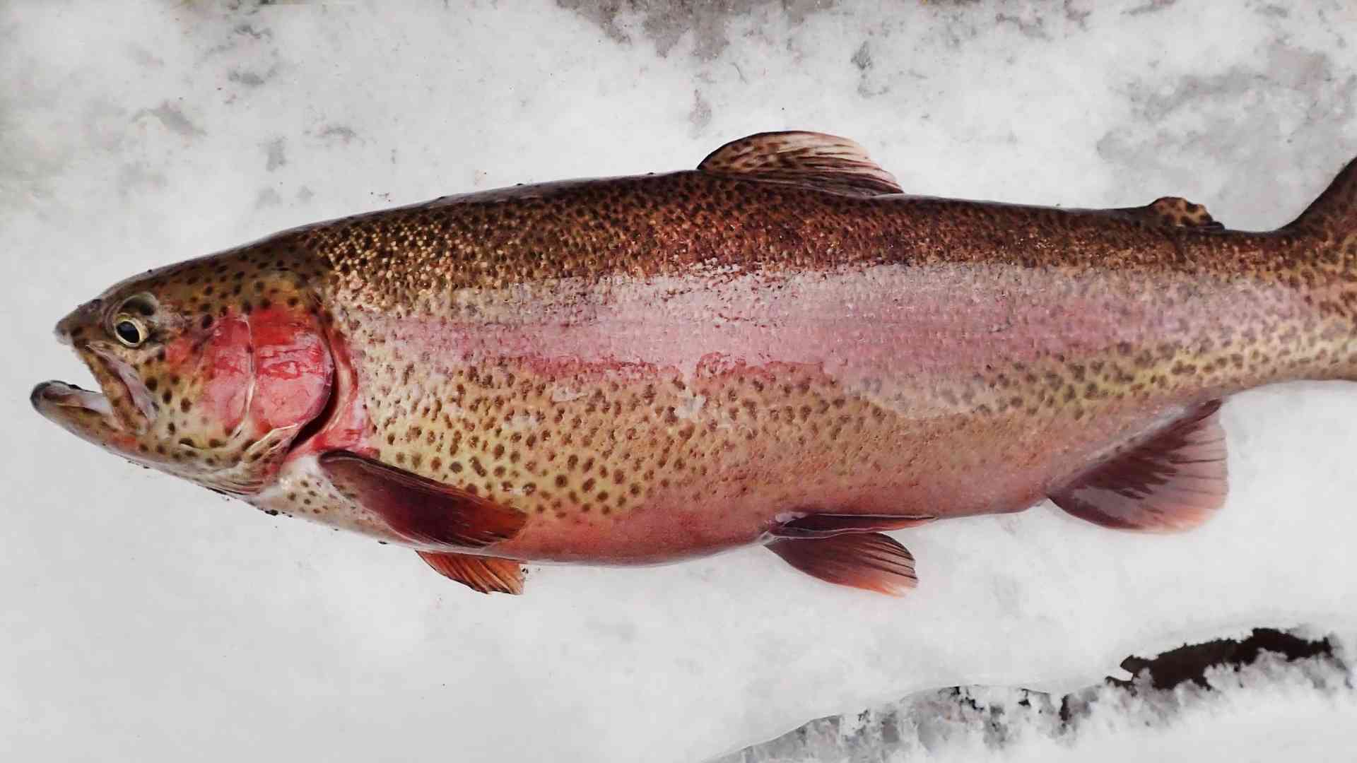 Marble Trout | Animal Abundance