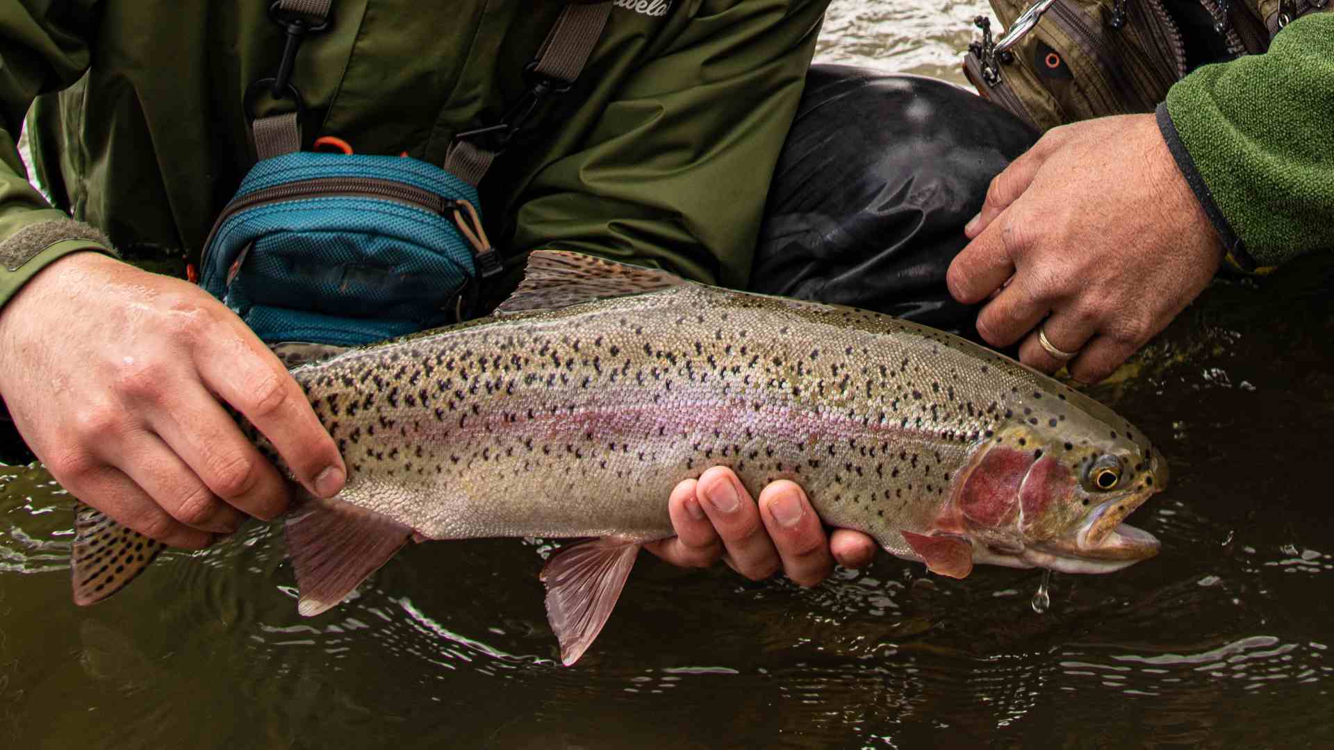 The Ohrid Trout: A Unique Species of the Balkans | Animal Abundance