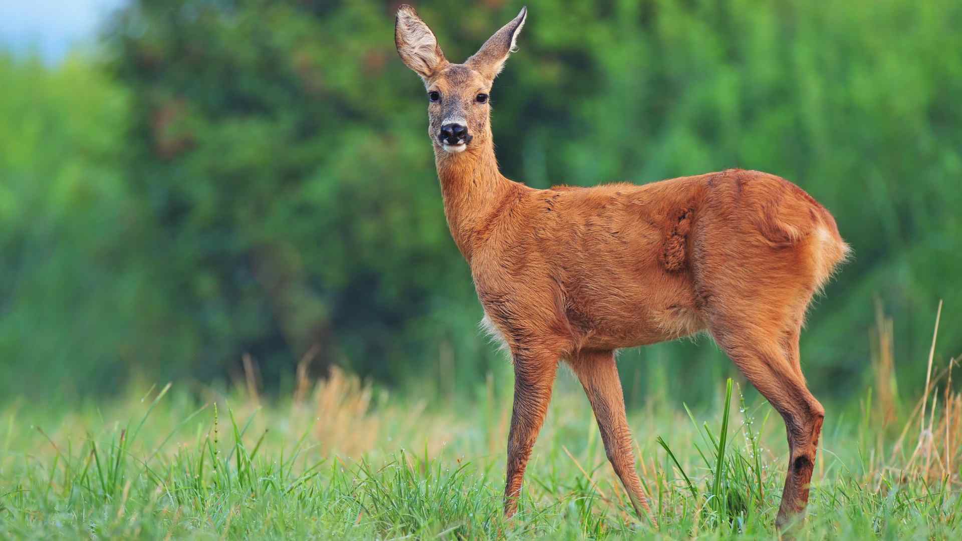 Siberian Roe Deer | Animal Abundance